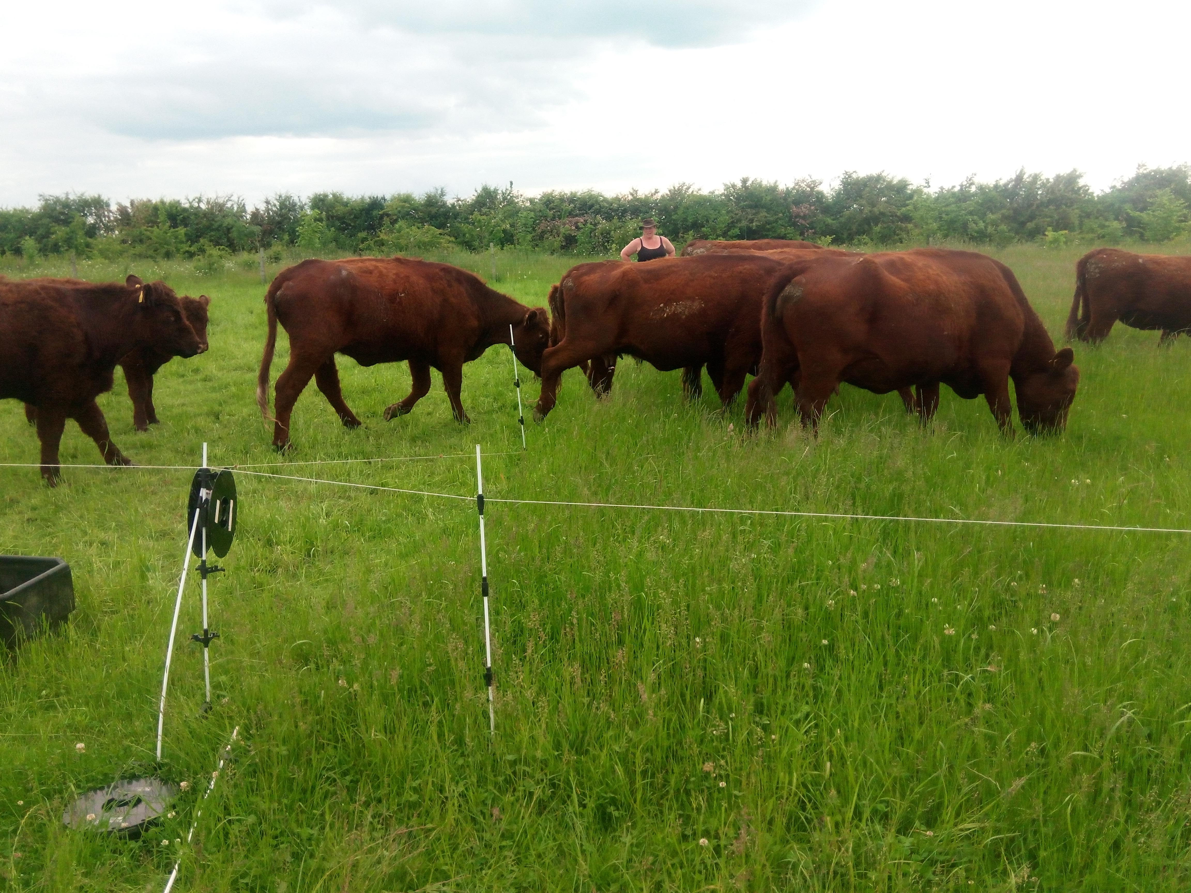 The Inkpot – a permaculture farm in Lincolnshire – Greater Lincolnshire ...